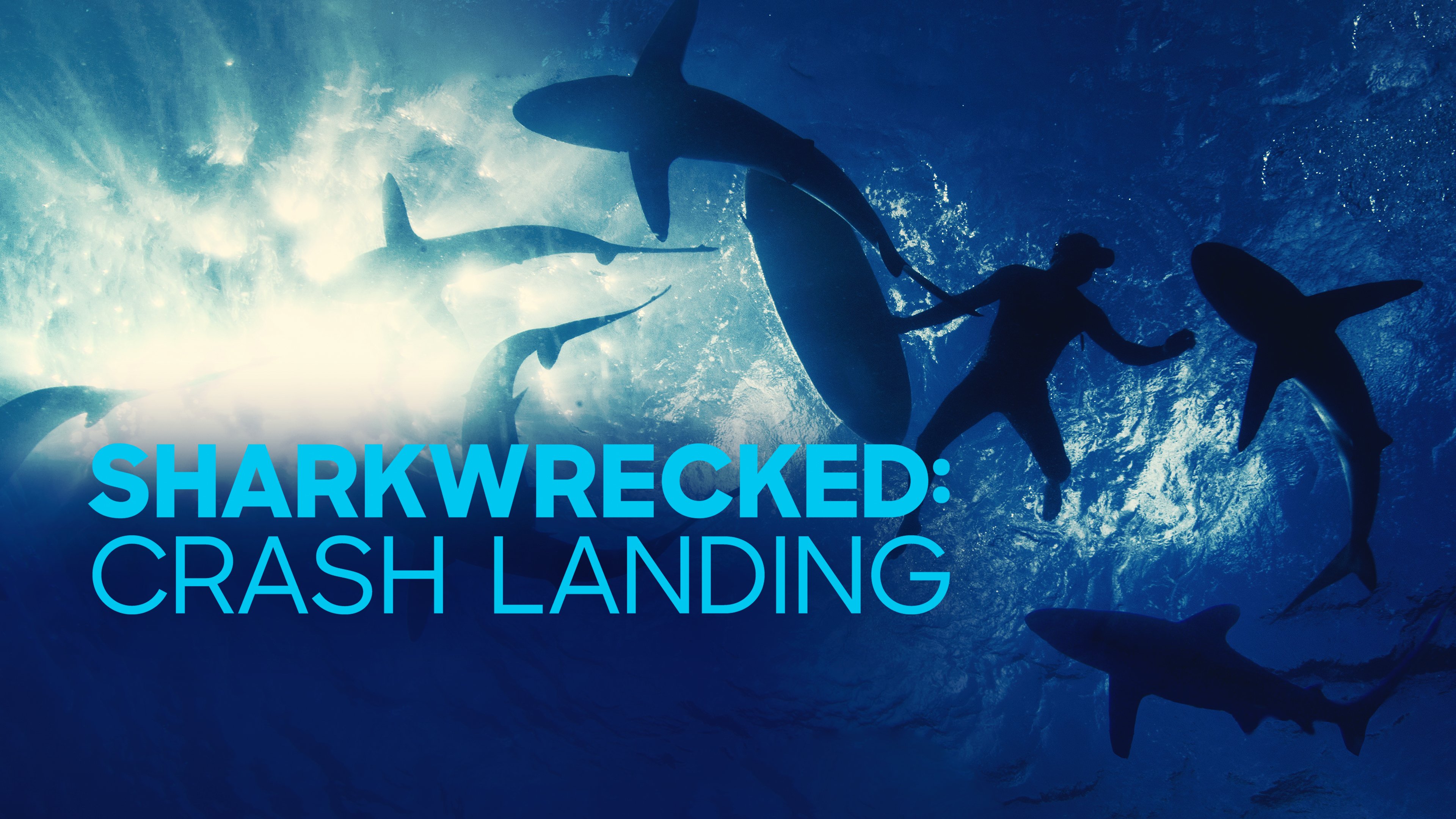 Sharkwrecked: Crash Landing | Elisa Viihde